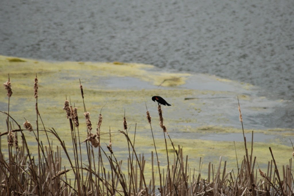 Sad Birds I am so Lonely I'm So Lonely...