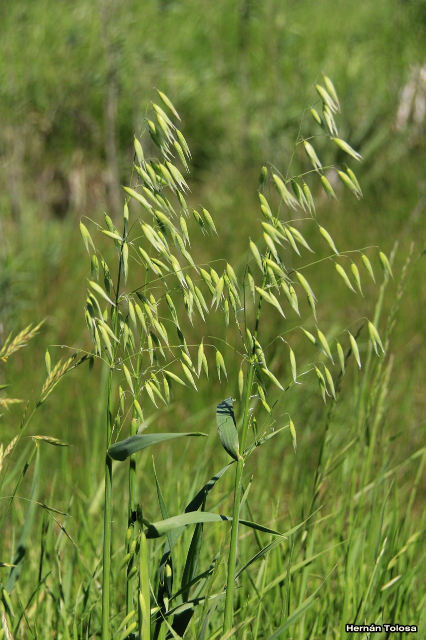 Flora Bonaerense: Avena (Avena sativa)