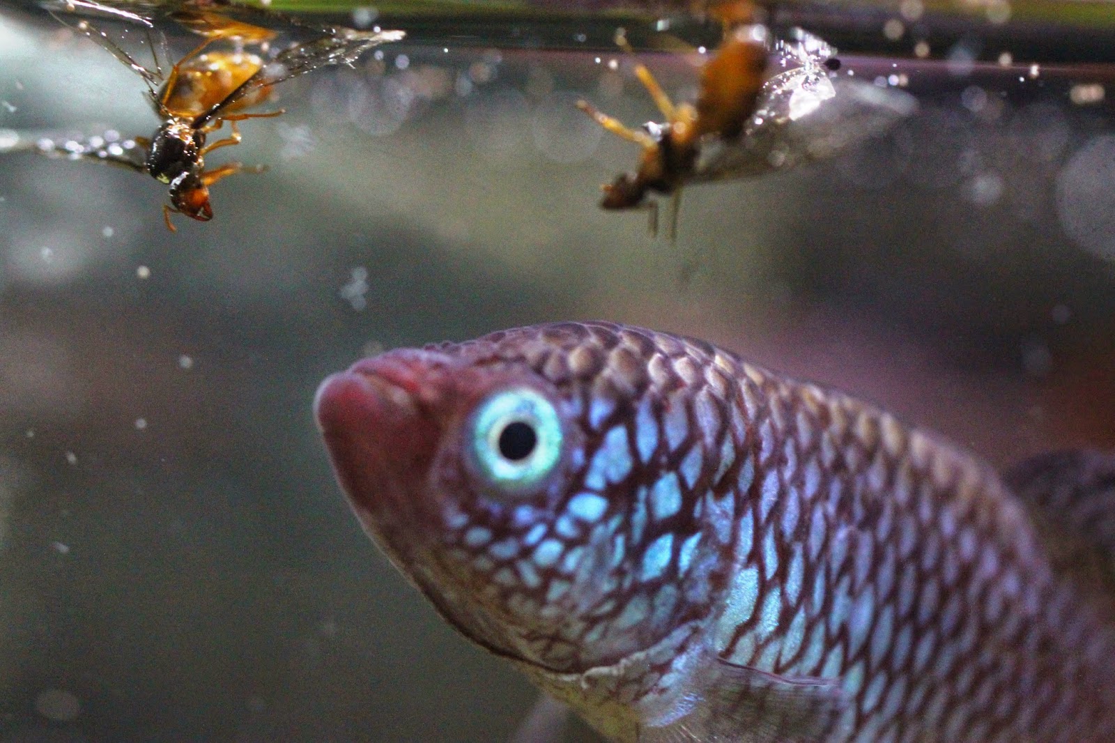 Choose The Right Aquarium Fish Food: Live infusoria, Grindal ...