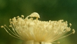 a tricolina biologa: organografia