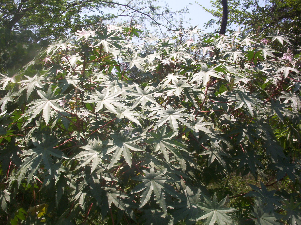 Nurseri Melur.com: Berapa jenis pokok jarak yang ada sebenarnya?