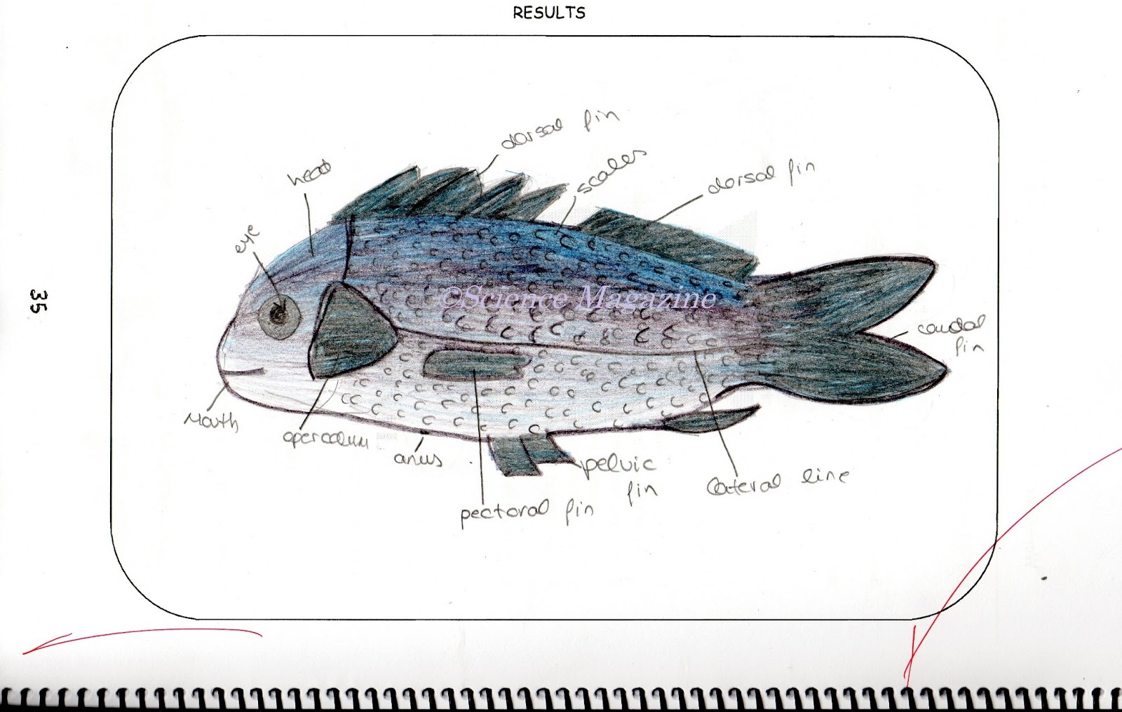 Science Magazine: STUDYING THE ANATOMY OF A FISH
