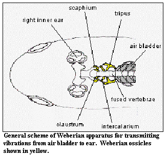 Palaeos, la historia de la Vida en la Tierra: Contribución: Los peces ...
