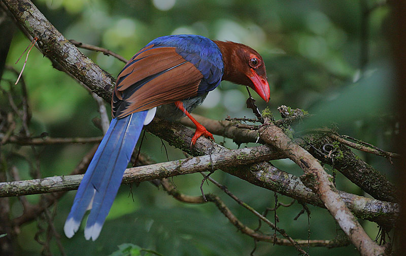 Kahibella - Lanka Blue Magpie (Urocissa ornata)
