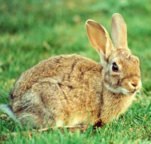 Animales Exoticos: Información del Conejo