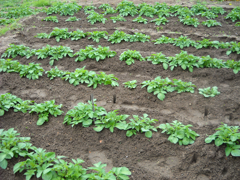 HORTA À PORTA: BATATA COLHEITA