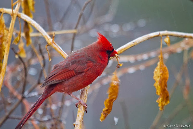 Country Captures: Rainy Day Cardinals
