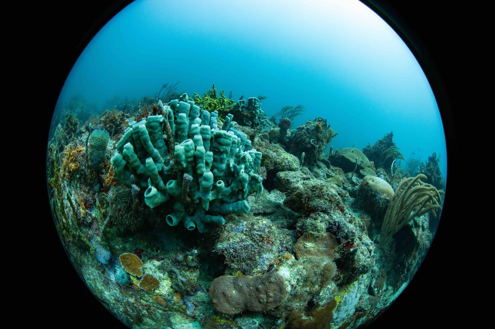 Shape-shifters on Caribbean Coral Reefs