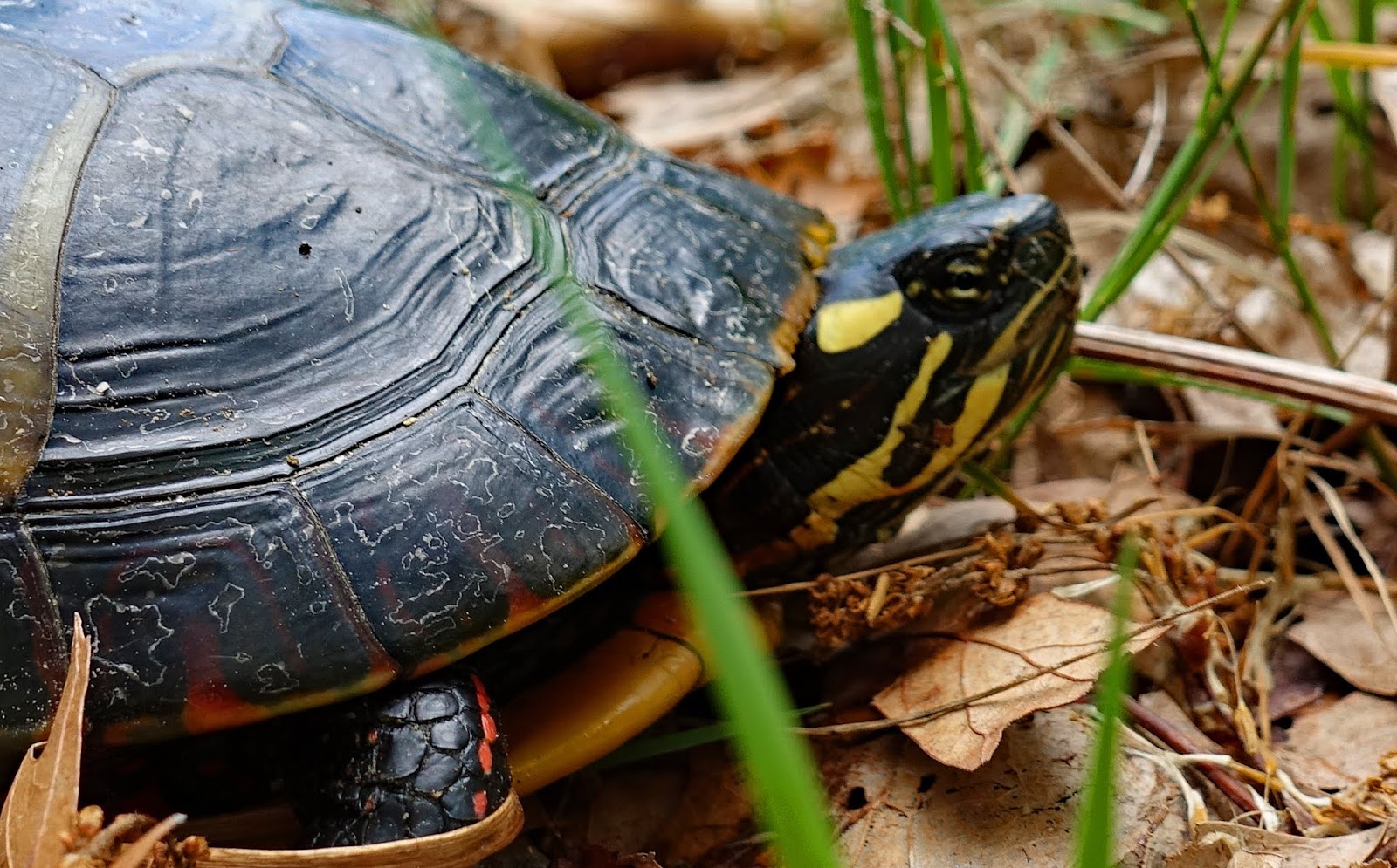 Joe's Retirement Blog: Memory Lane, Manomet, Plymouth, Massachusetts, USA
