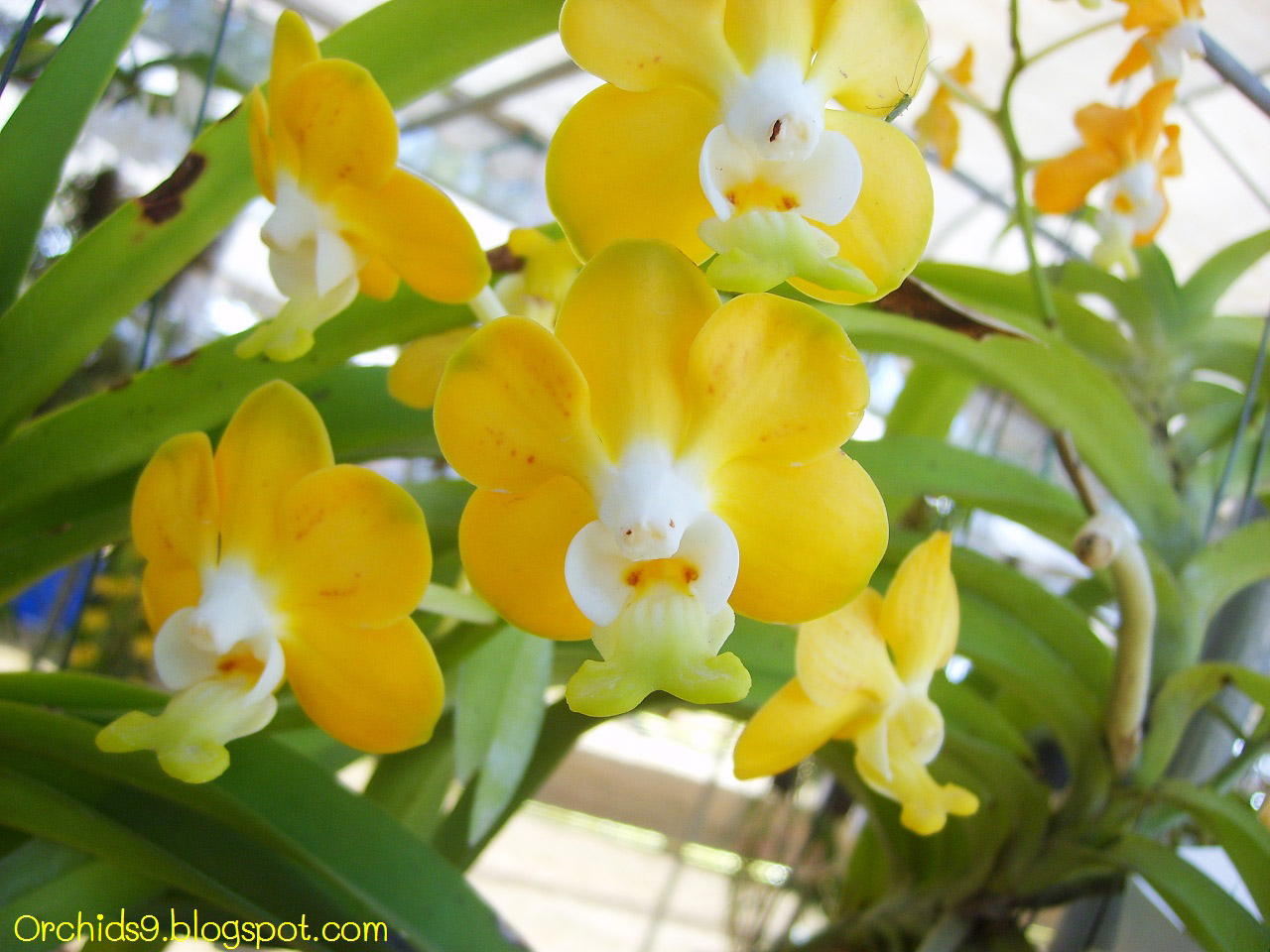 Orchids Flowers Pictures Bulbophyllum Vanda Cattleya Cymbidium ...