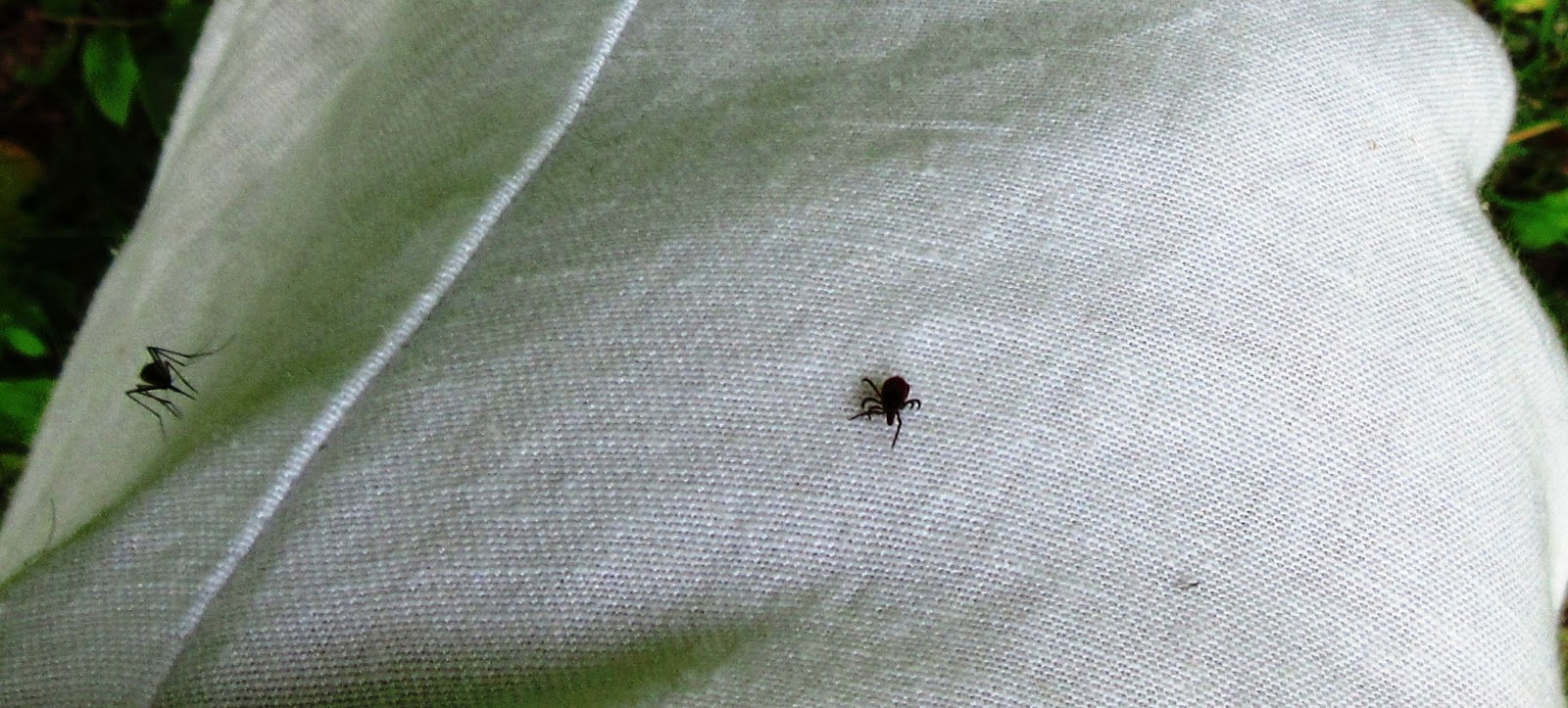 Tälle rannalle: Punkki...!