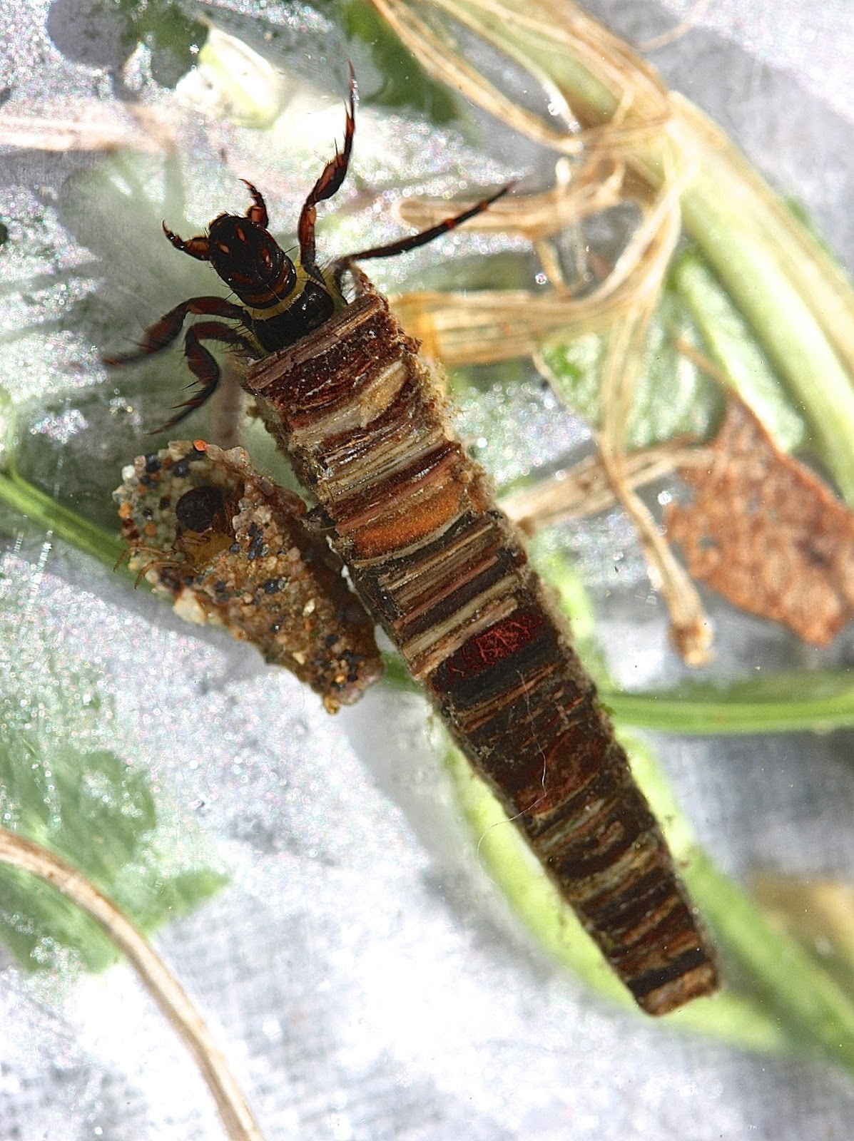 Aquatic Insects of Central Virginia: Just the usual "outstanding" "high ...