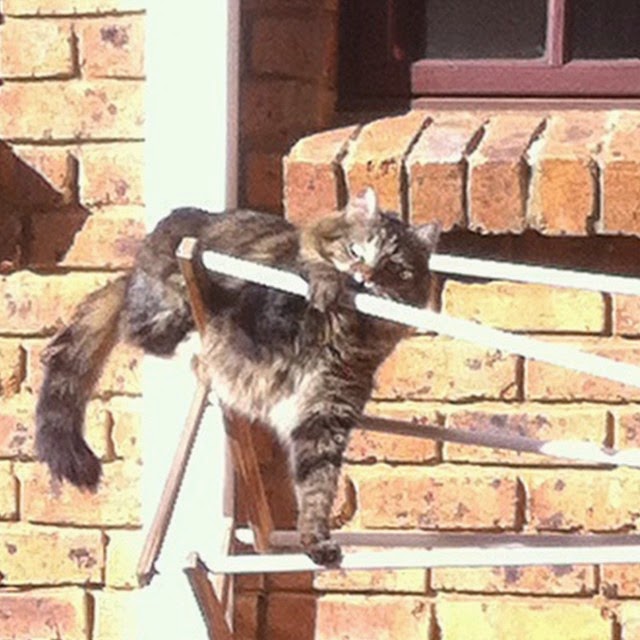 Life with Chickenruby: Our Dog Bob and Our Cat Pushkins
