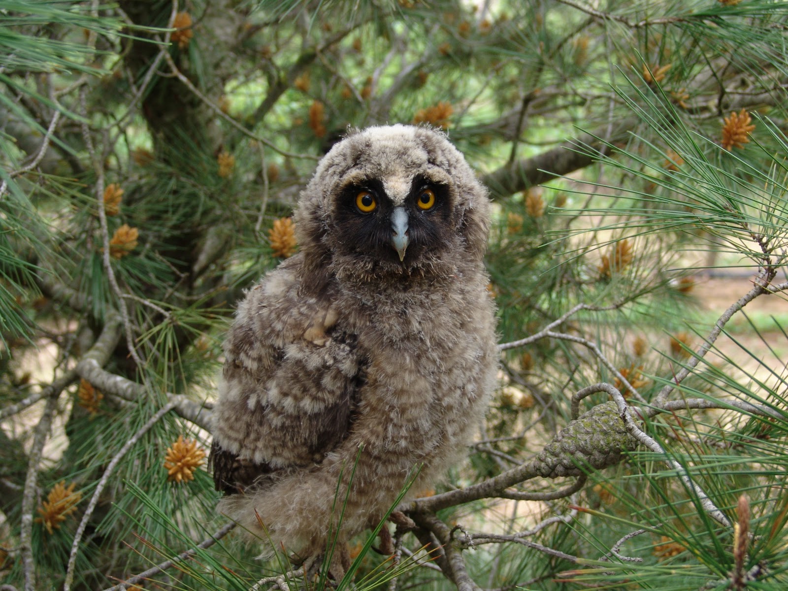 Pasión por las aves: Búho chico,(Asio otus).
