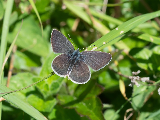 Noar Hill National Nature Reserve, Selbourne | Focusing on Wildlife