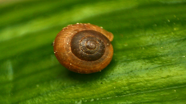 BIBOCA AMBIENTAL : LESMA, CARACOL, OU CARAMUJO?