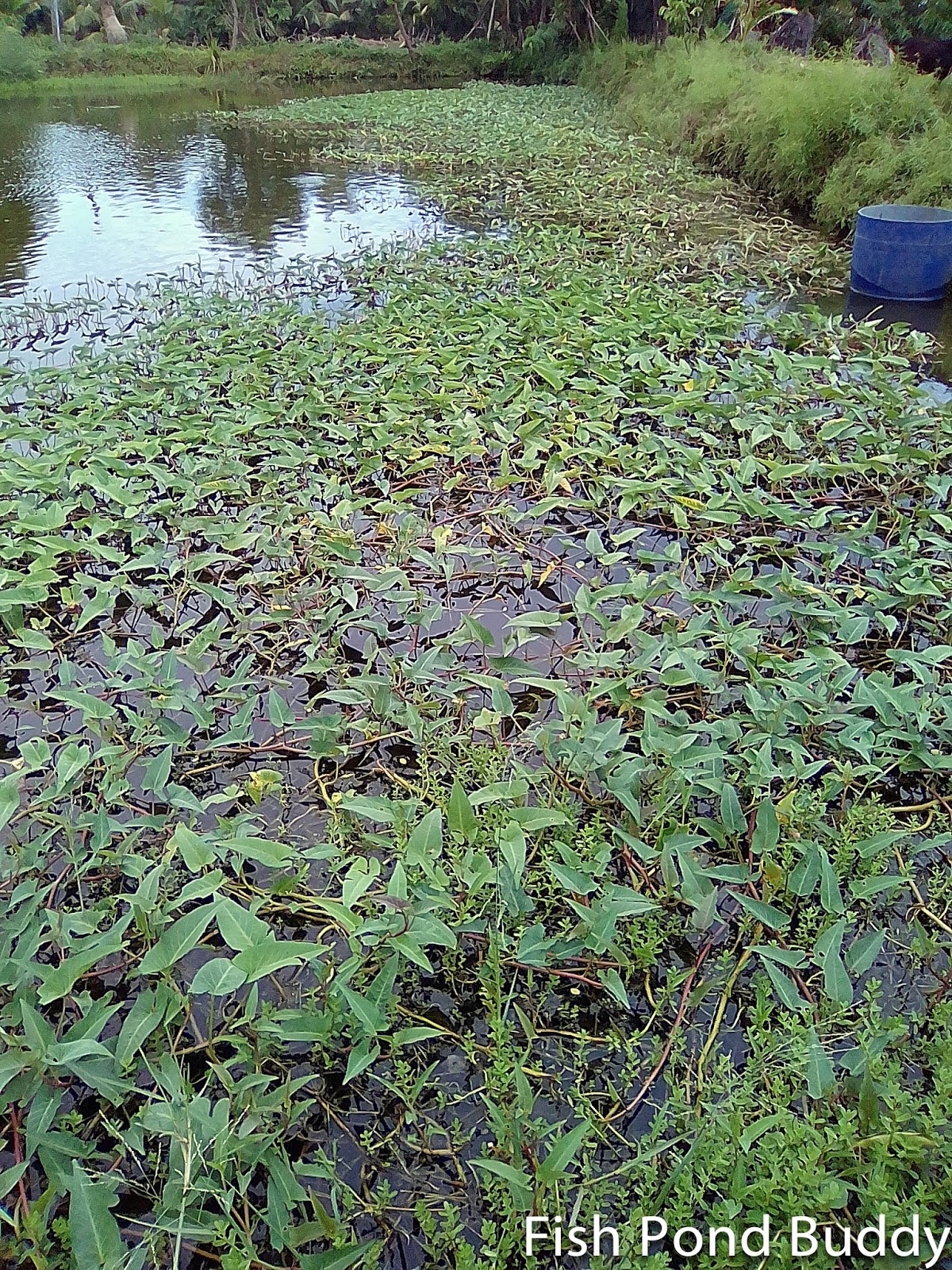 Fish Pond Buddy: Common Medicinal Plants, Fruits, Trees in the Fish Farm