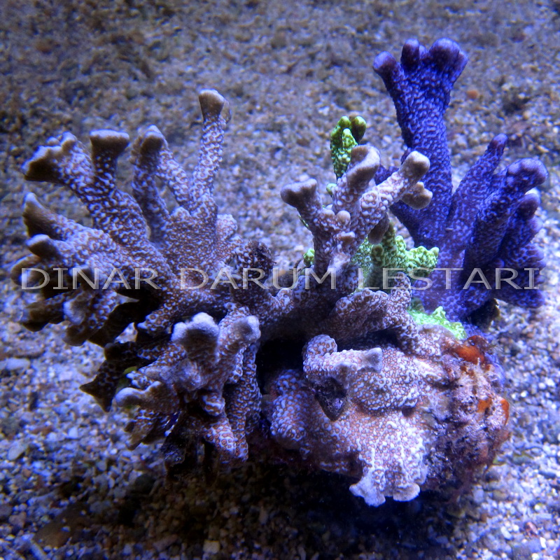PT. DINAR DARUM LESTARI: Montipora spp