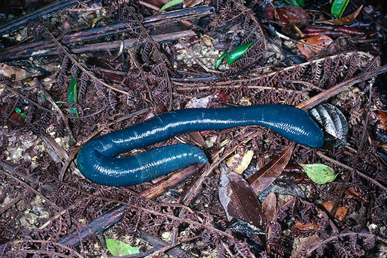 Real Monstrosities: The Blues III