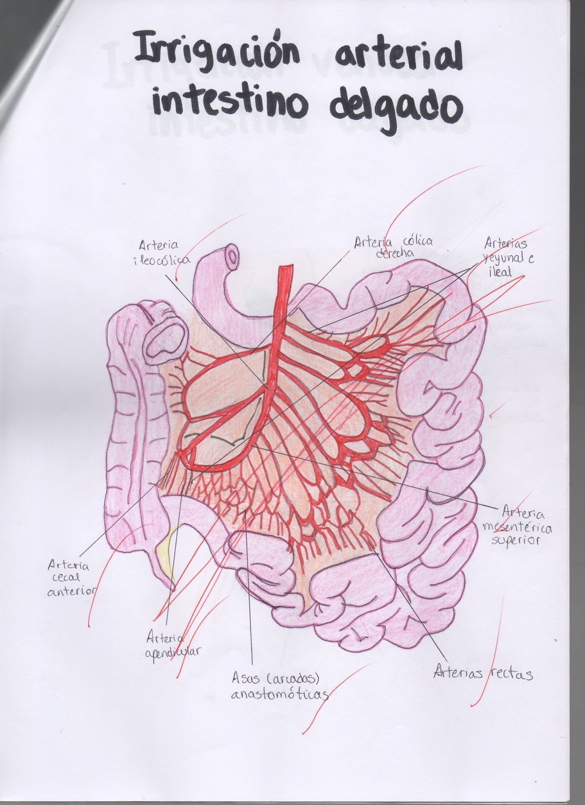 CAMINO DEL ESTUDIANTE DE MEDICINA : DIBUJOS ANATOMÍA: SEMANA II ...