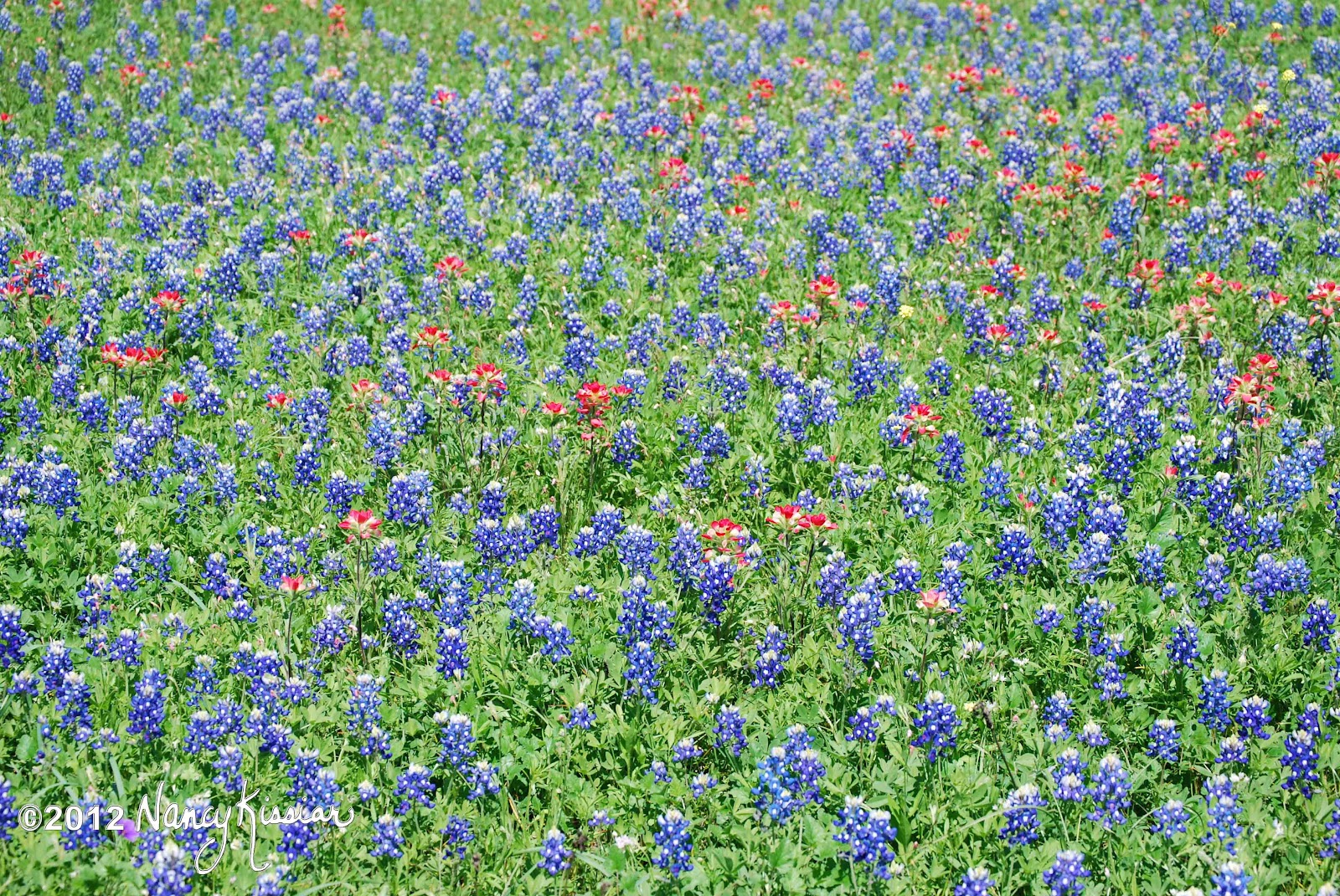 Wild About Texas: The Bluebonnet is the Star of The Texas Spring