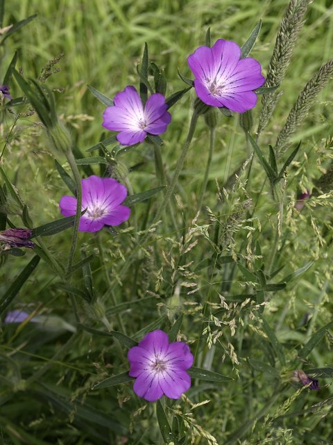 Plant World: Corn Cockle (Agrostemma githago)