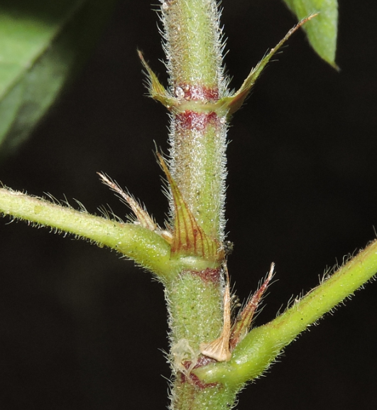 The Flowering plants (Leguminosae - Fabaceae): Desmodium