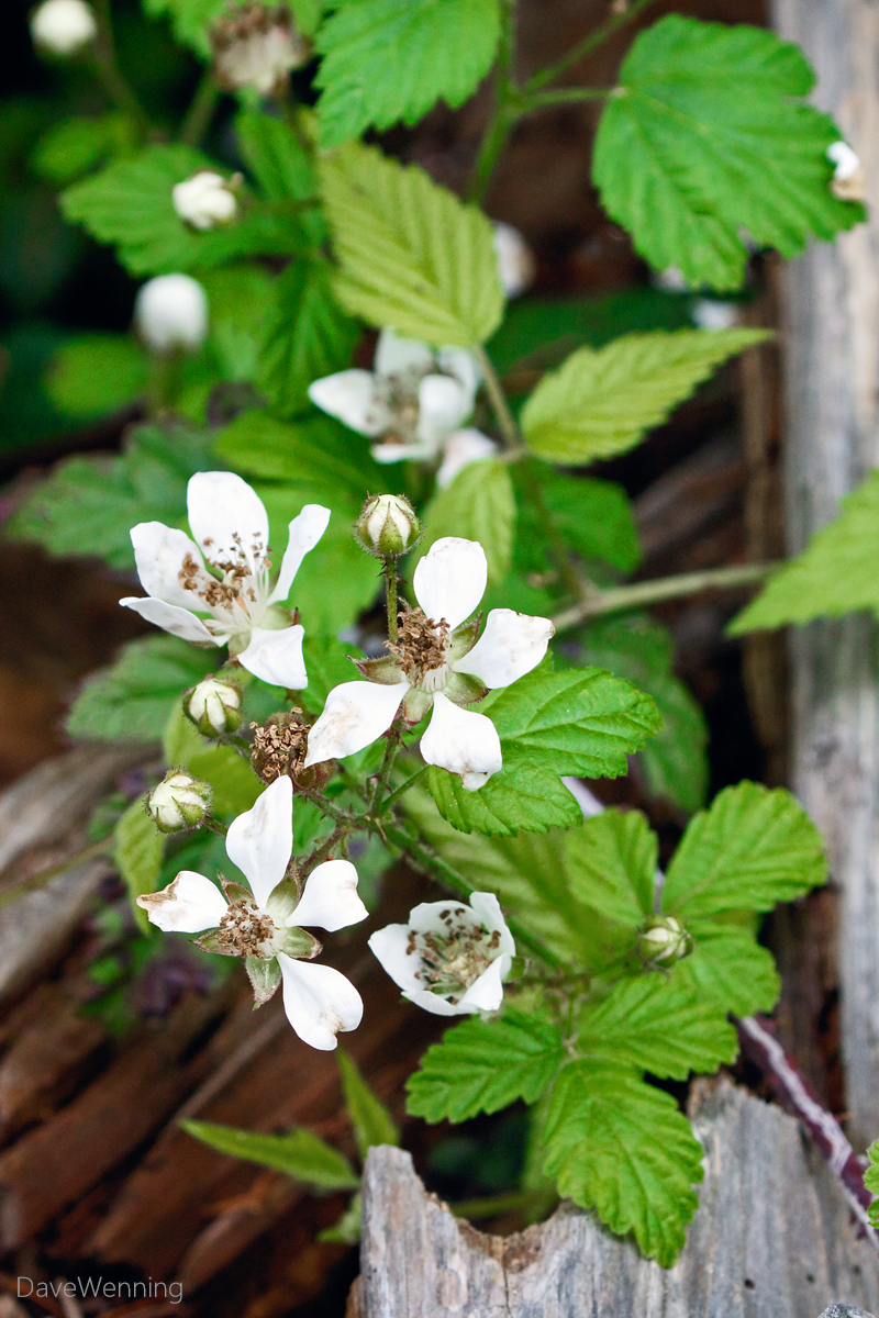 National Wildflower Week: A Kukutali Collection