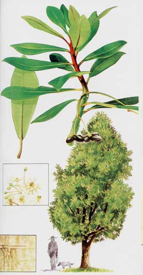 Plantas Medicinales del Café La Isla: El Canelo