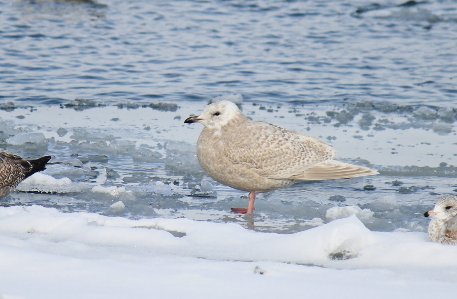 Wildlife Photography and Experiences with Brennan: Gulls... Gulls ...