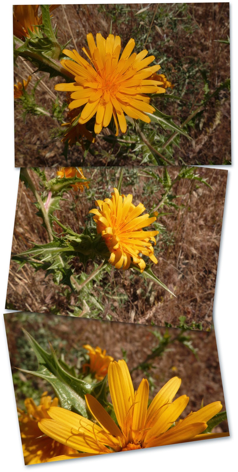 PlantArte en tu Oasis. Paisajismo y naturaleza para todos.: Plantas de ...