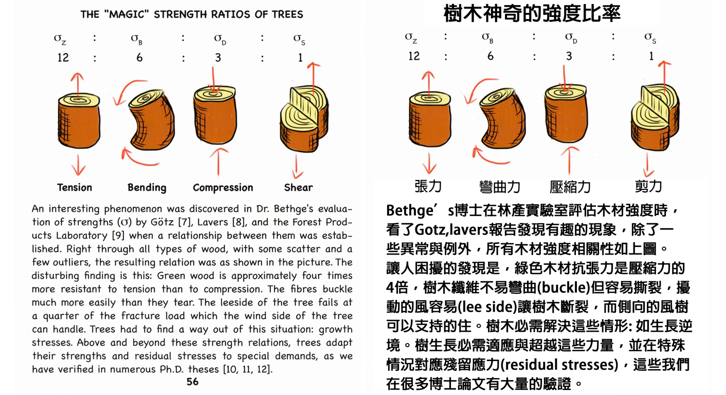 樹木身體語言 The body language of trees by Clus matteck | 樹沃客樹藝