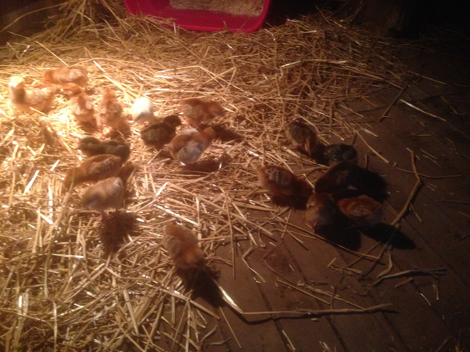 Tractor Tracks: Chicken Scratch