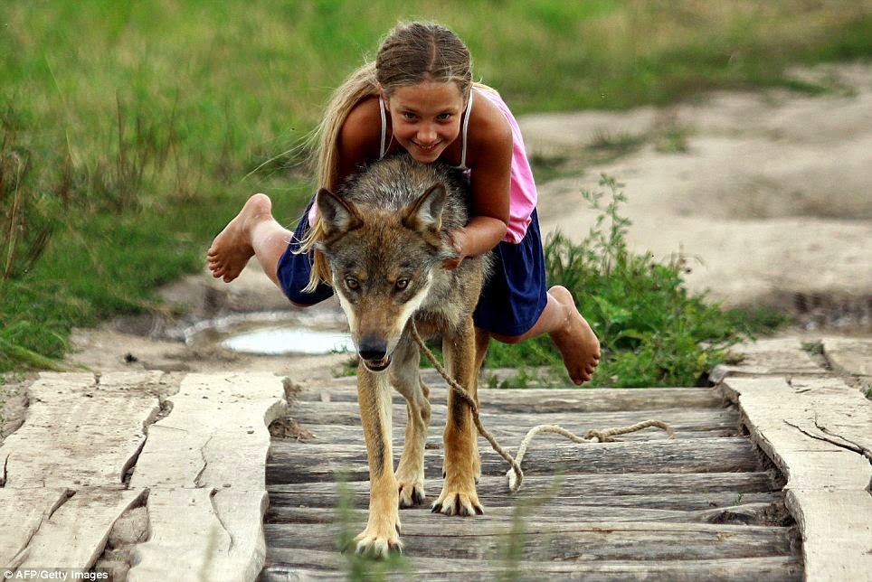 White Wolf : Young girl tames wild wolves in Russia in order to protect ...
