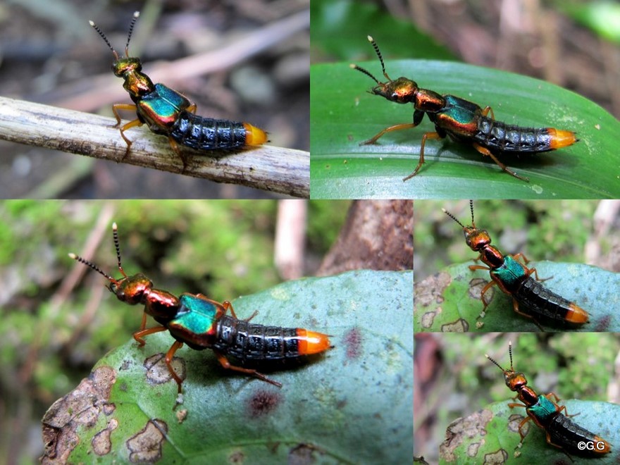 Nature Wonders Gershonized: Papua New Guinea collection of insects 9_2011