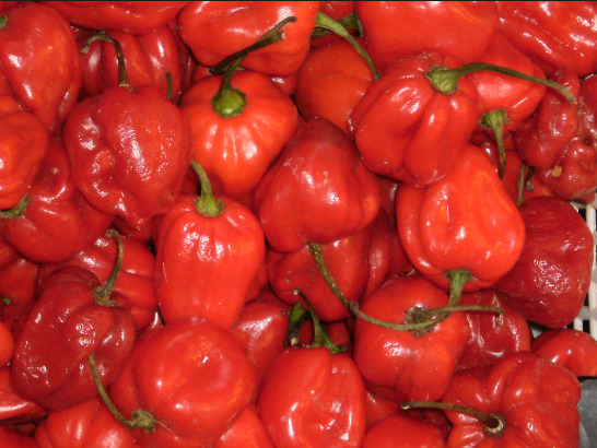 Jenis-jenis cabai yang beredar di pasaran.