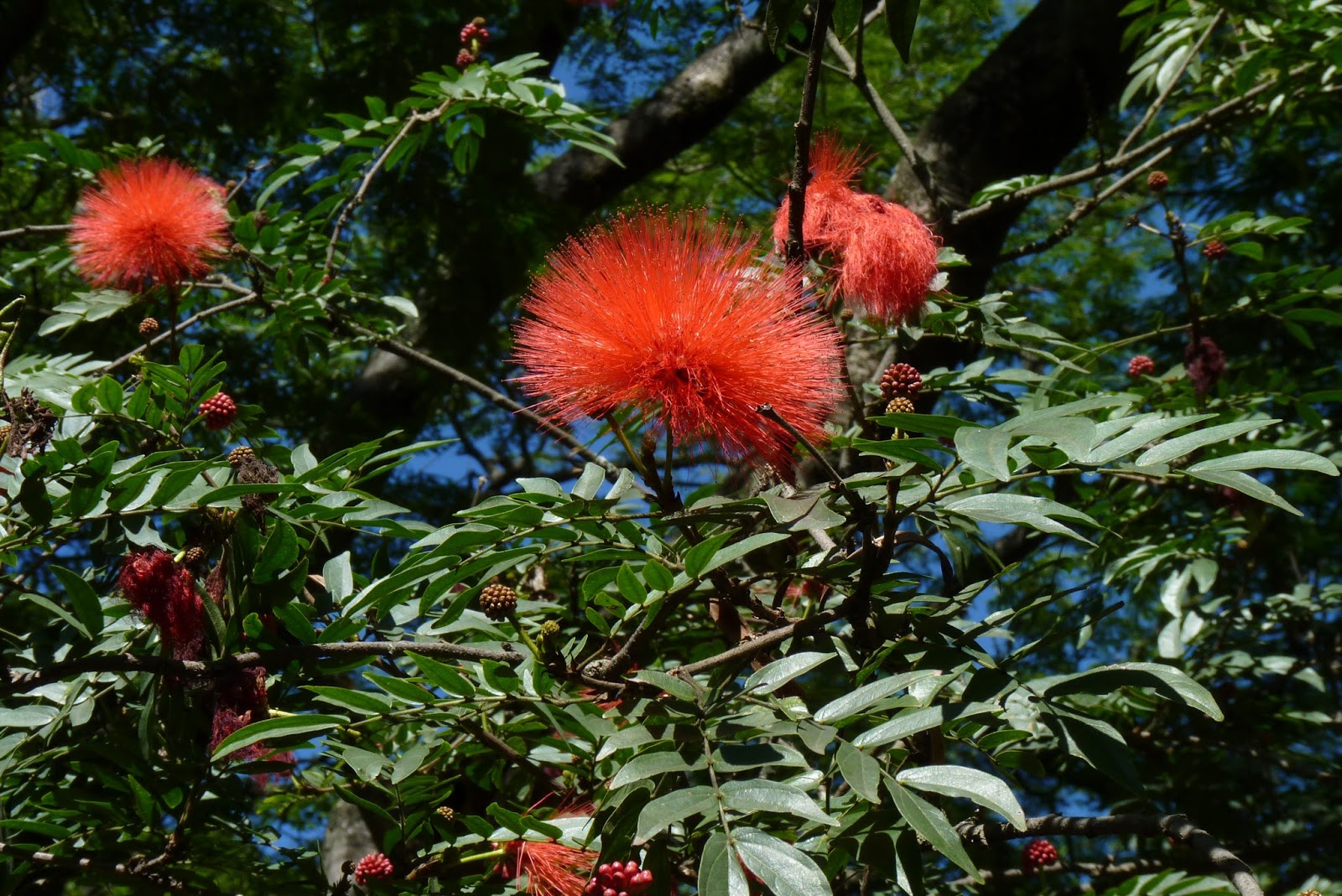 ARBORETUM: Árboles fantásticos, Los calliandra