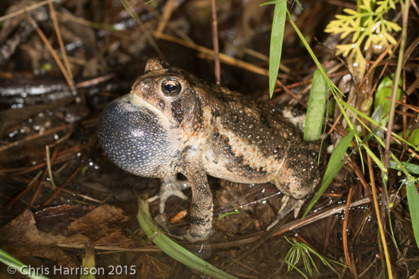 Frog Blog: Fowler's ToadAnaxyrus fowleri