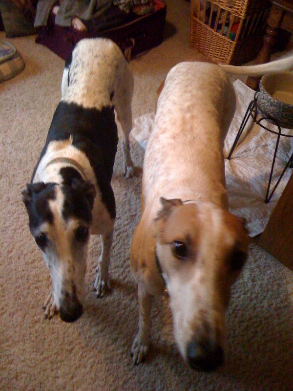 Northern Lights Greyhound Adoption Dog Blog: NLGA Photo Roundup ...