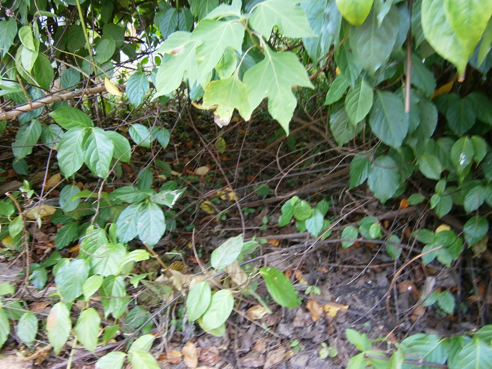 Zelando pela Chacrona e pelo Jagube: Sementeira Natural de Jagubes