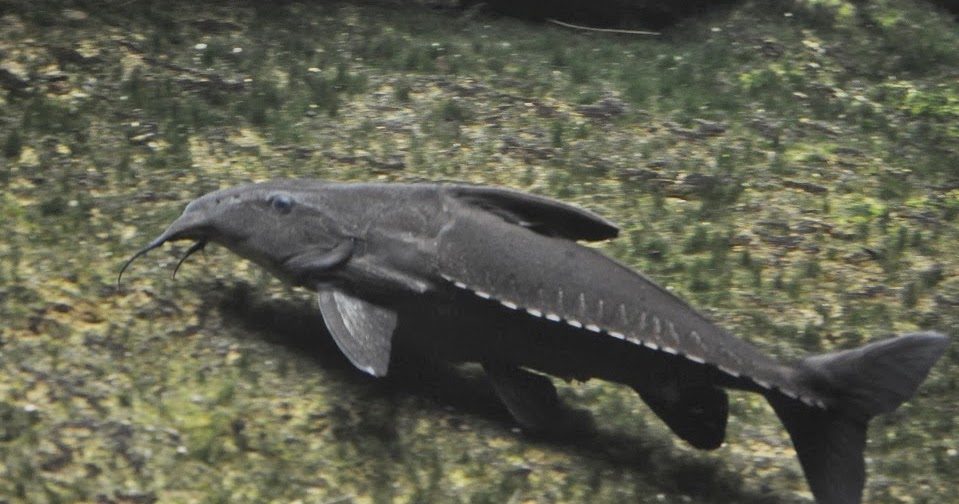ZOOTOGRAFIANDO (6.100 ANIMALS): BAGRE SIERRA / RIPSAW CATFISH (Oxydoras ...