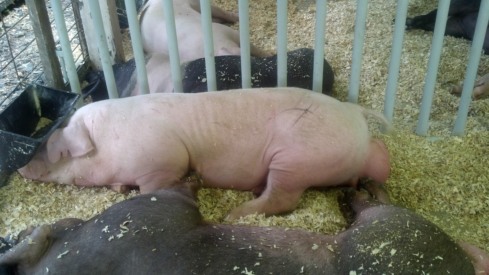 The Foodie Farmer: Pigs of Different Colors