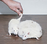 Welle's Wacky World of Psychology: PsychSim 5: Hunger & the Fat Rat