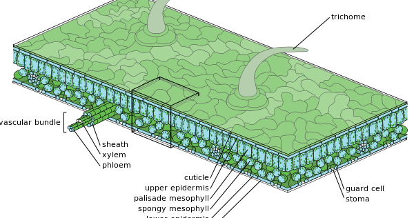 Class 11 - Biology - Plant Tissues - Epidermal Tissue System in Plants ...