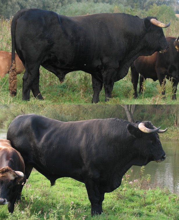 Taurus Cattle