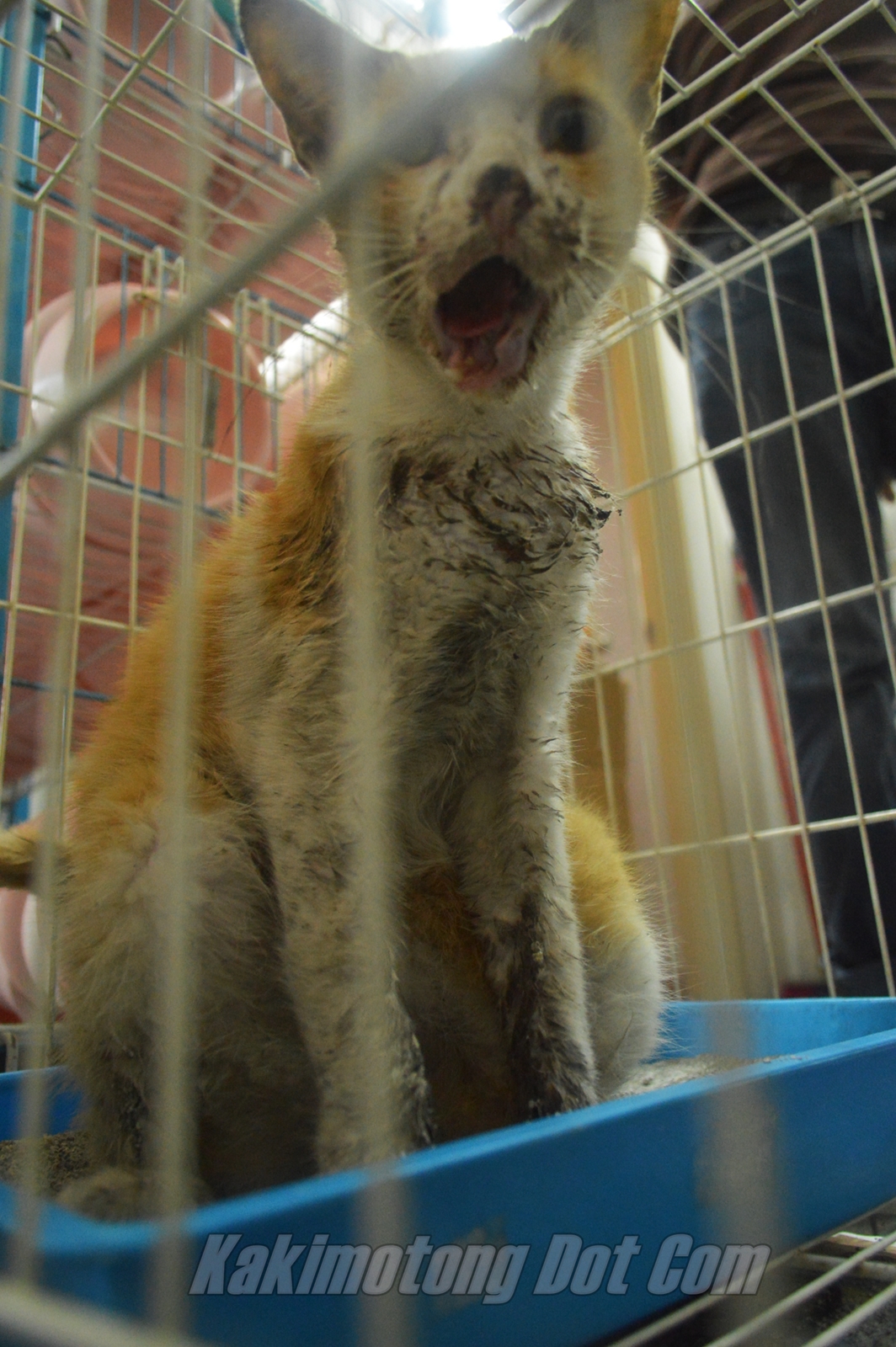 Kisah Si Jamek, Seekor Kucing Malang Yang Telah Didera Sehingga Patah ...