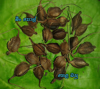 Hela osu: බිම් පොල් (bim pol)