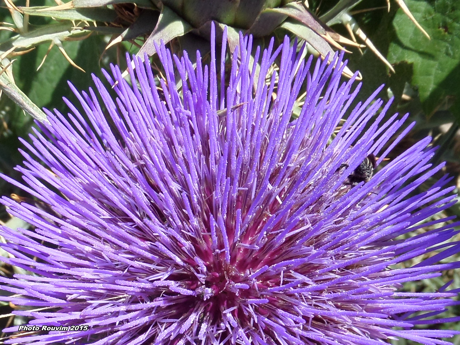 ΡΟΔΟΣυλλέκτης: Η χρησιμότητα και τα λουλούδια της αγριαγκινάρας ...