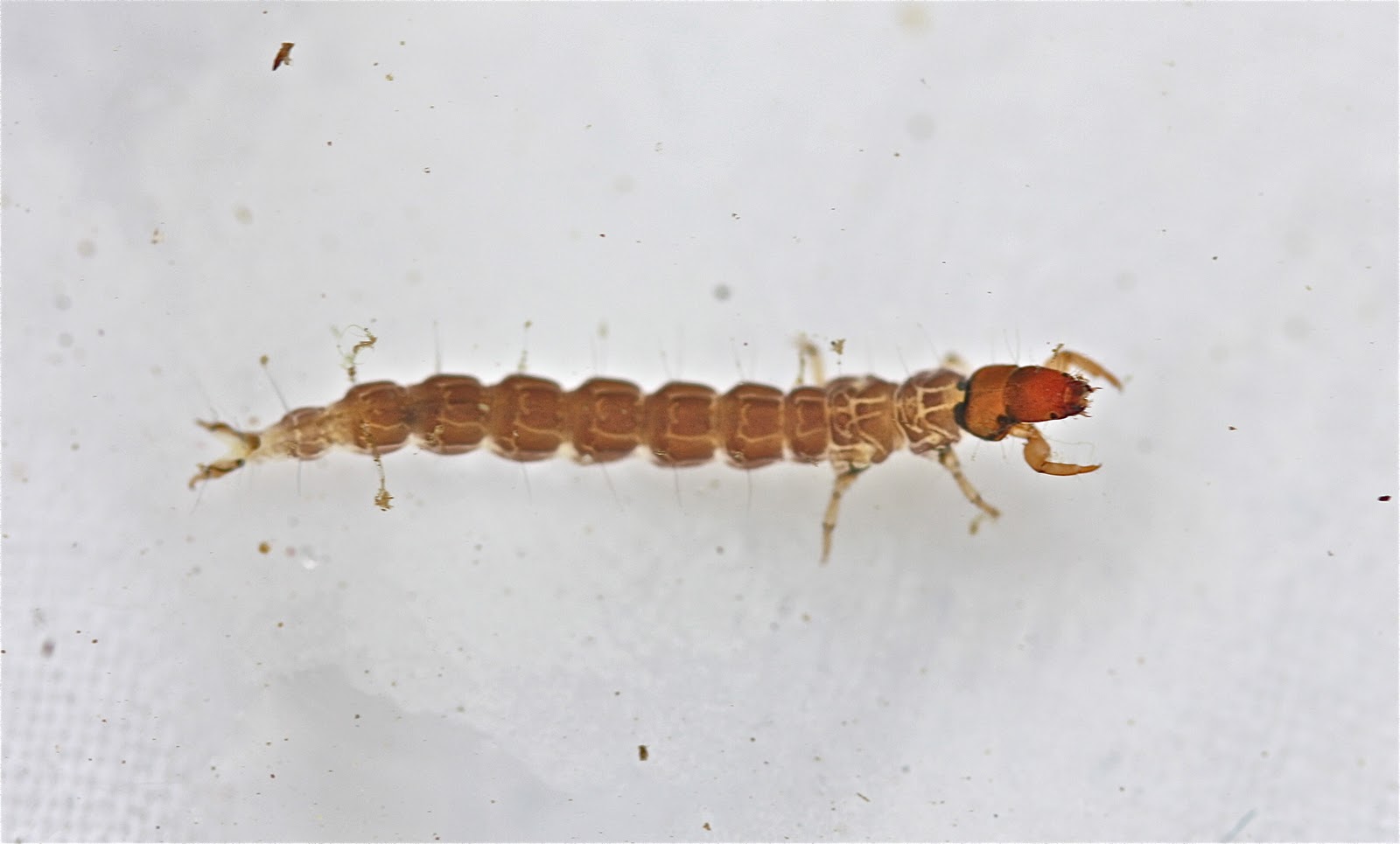 Aquatic Insects of Central Virginia: The "Other" Freeliving Caddisfly