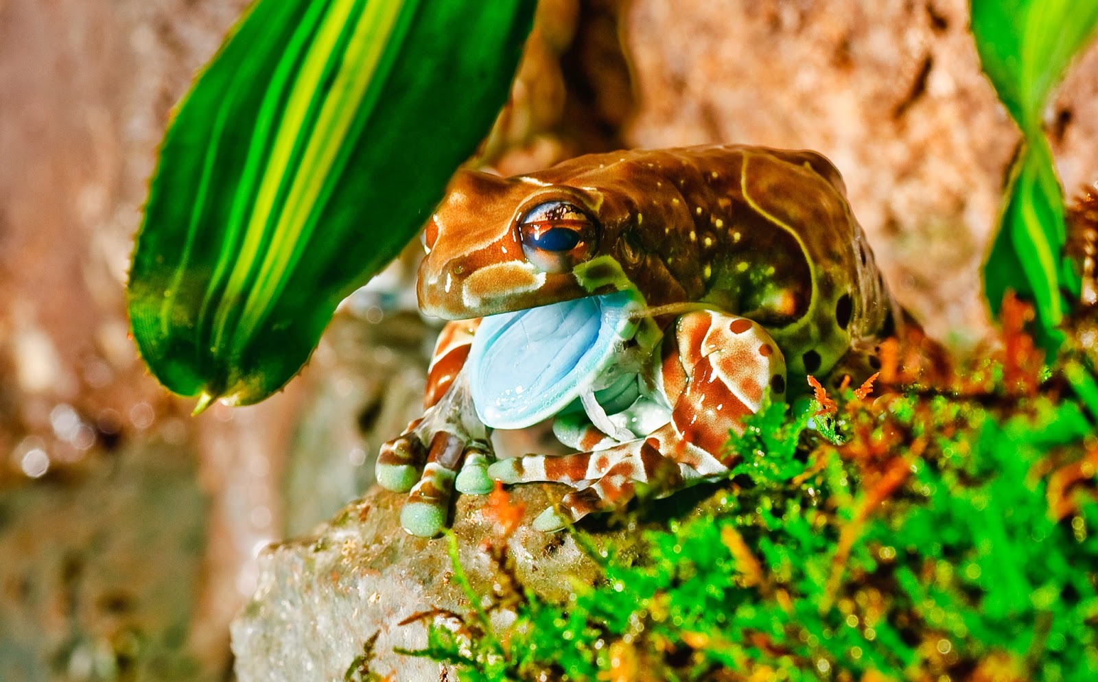 Peroratio: (2013/287) "Sapo-leite" da Amazônia - mas eu vou chamar de ...